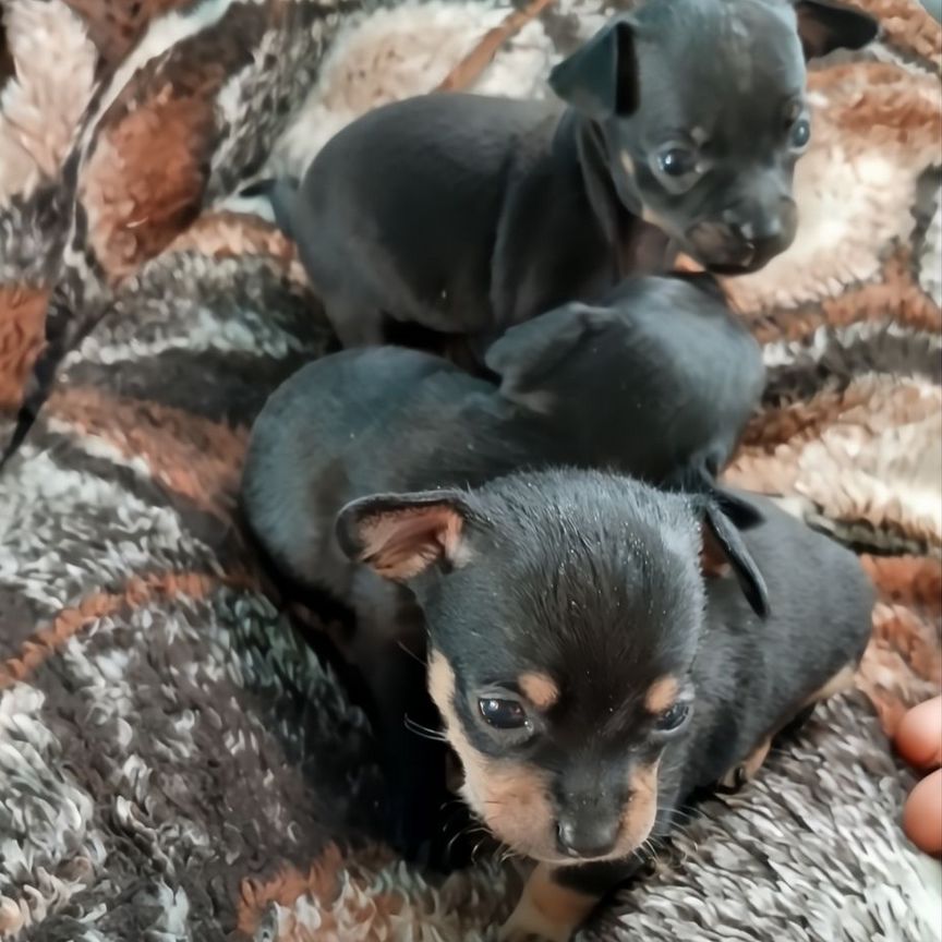 Русский той-терьер, щенок