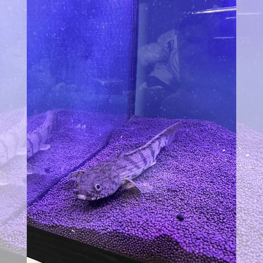 Полиптерус дельгези