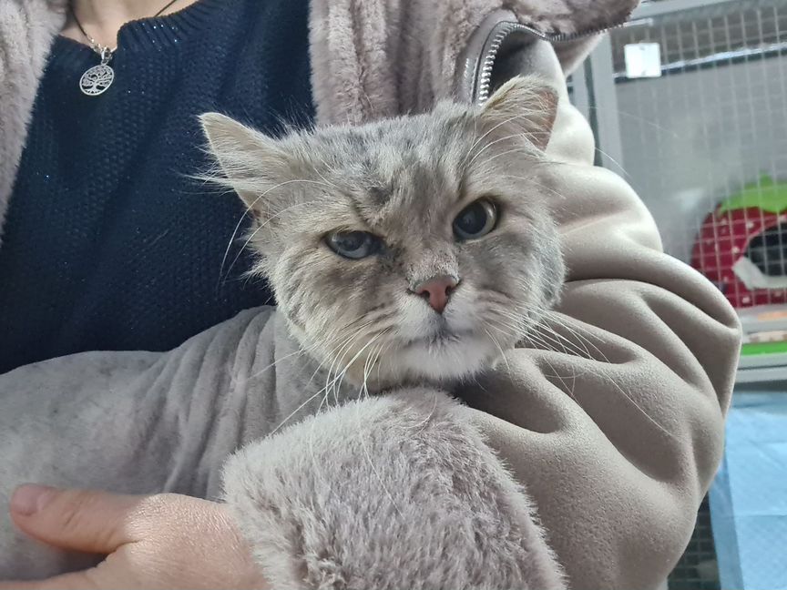 Кот Пуфик. Кастрирован. В надёжные руки