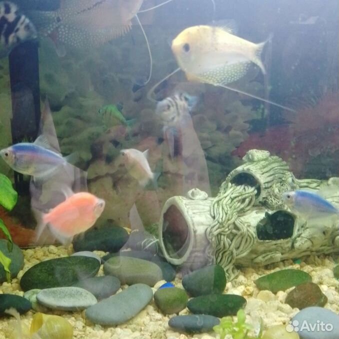 Акаариум 45 литроа