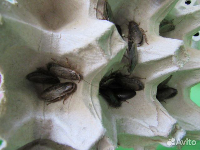 Тараканы кормовые мраморные