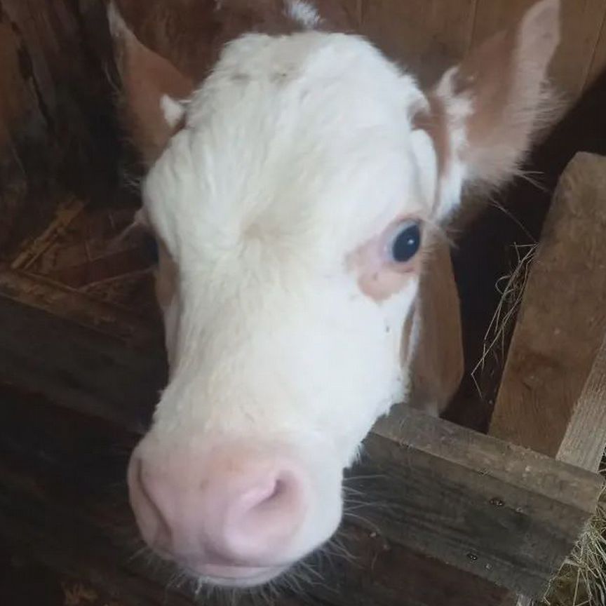 Продажа животных