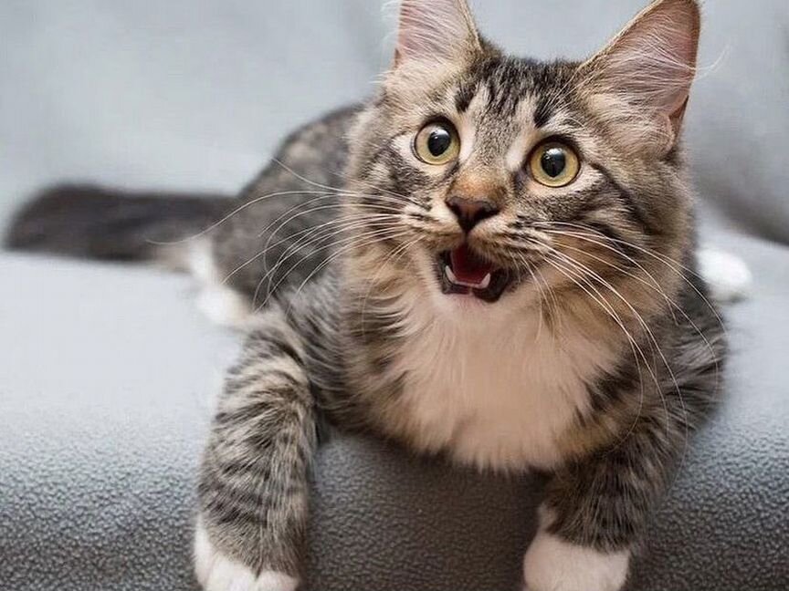 Пушистая Кошка Рыська в дар