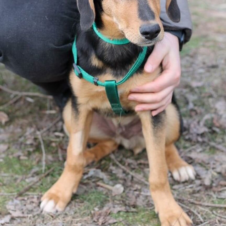 Пристраиваются в добрые руки