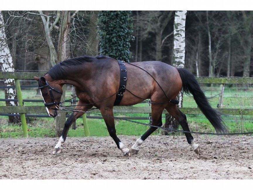 Шлея пессоа