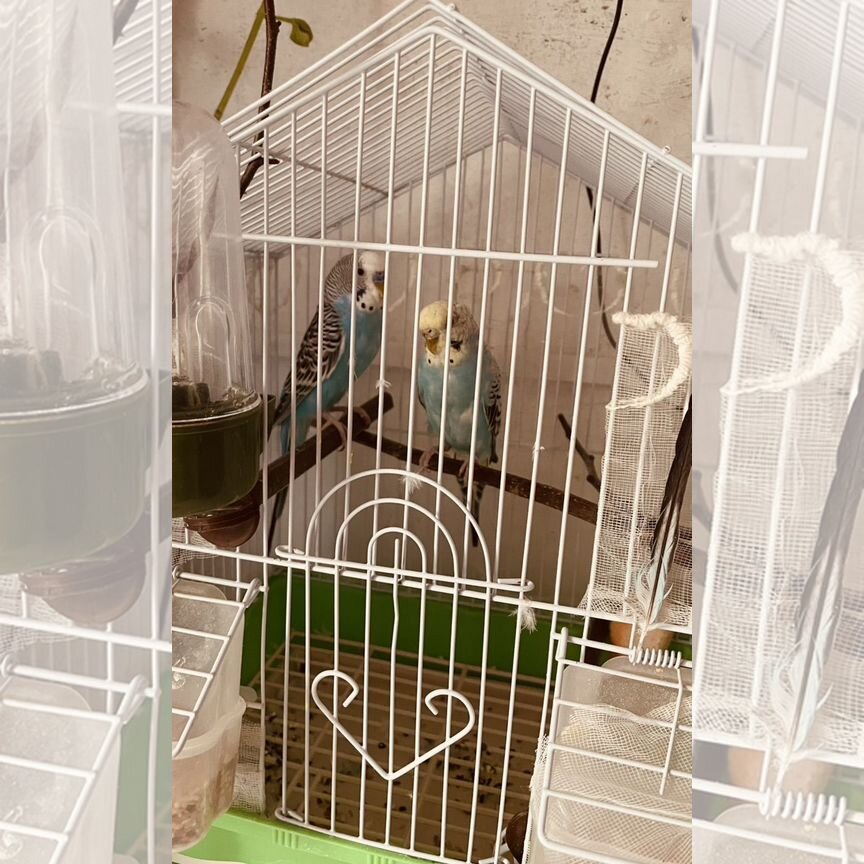 Волнистый попугай с клеткой