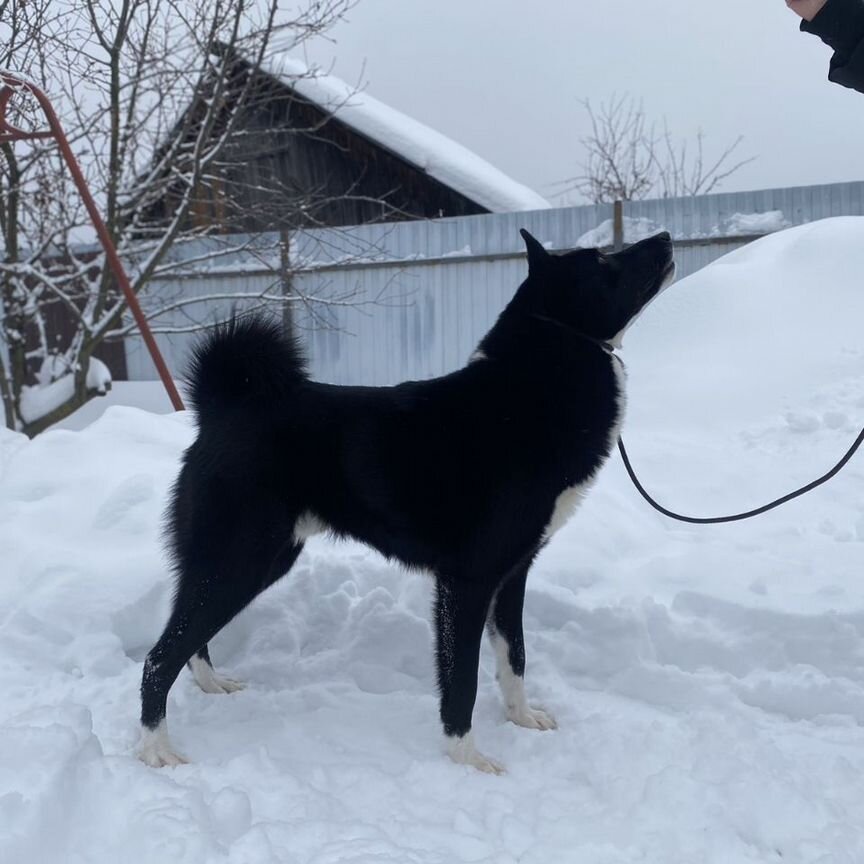 Вязка собак лайка рел