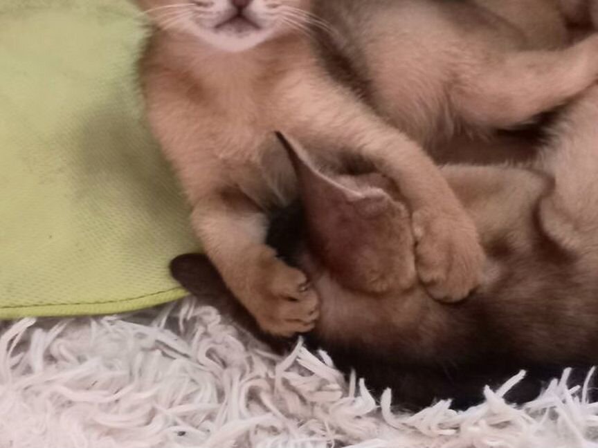 Абиссинские котята
