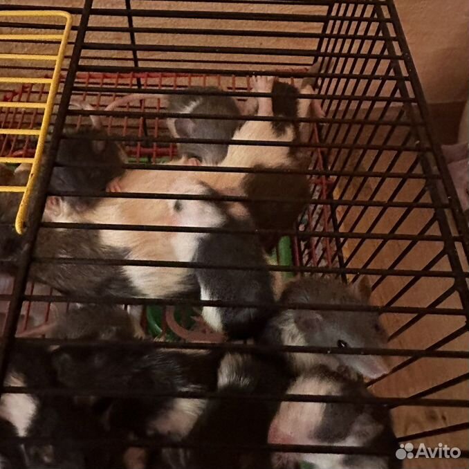 Мышки в добрые руки