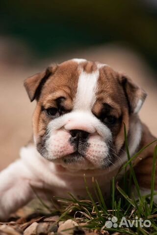 Яркая английская бульдожка