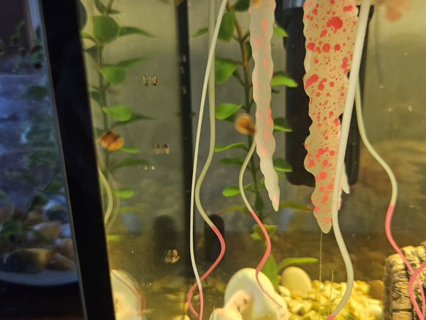 Улитки аквариумные ампулярии детки