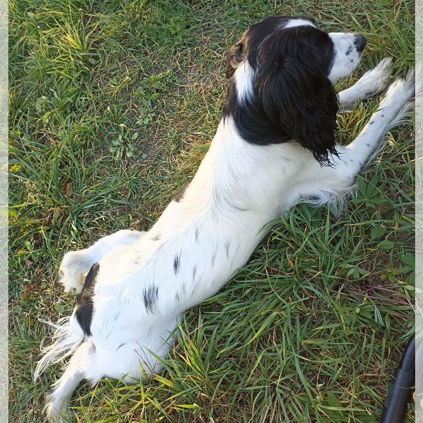 Отдам в добрые руки молодого пёсика