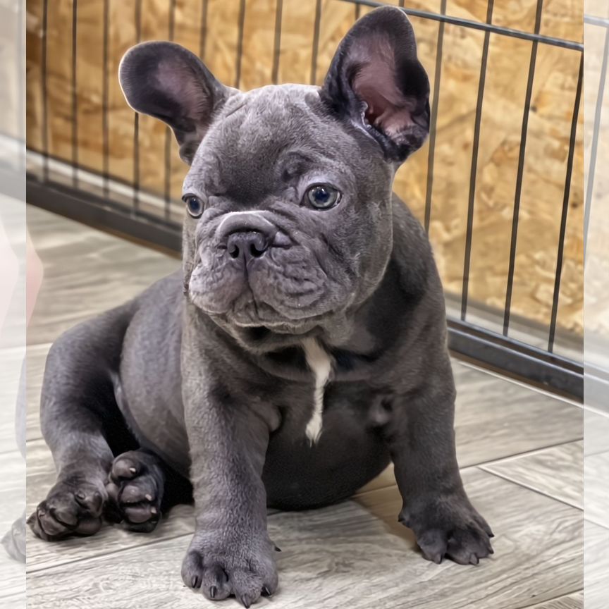 Французский бульдог, щенок