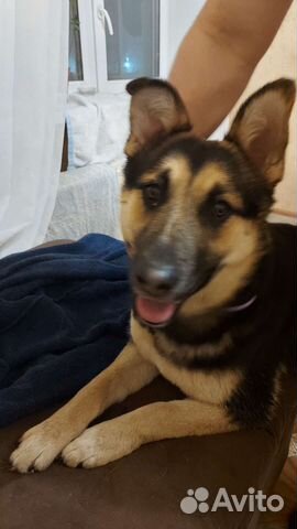 Восточноевропейская овчарка зонарного