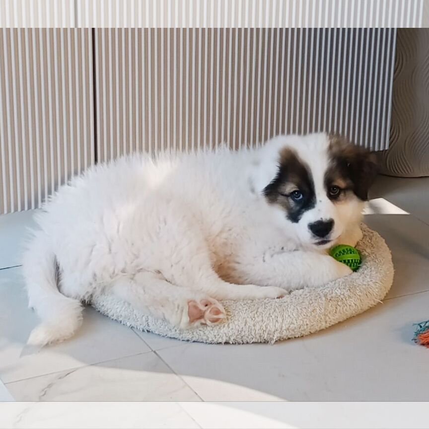 Щенок в добрые руки