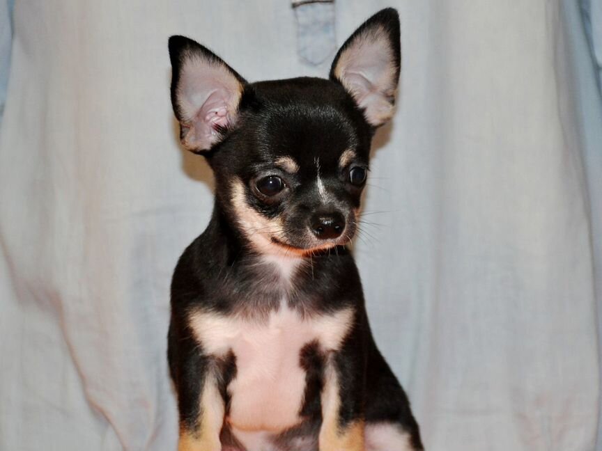 Яркий к-ш мальчик чихуахуа для любви и обожания
