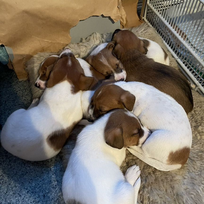 Щенки джек рассел терьер бесплатно