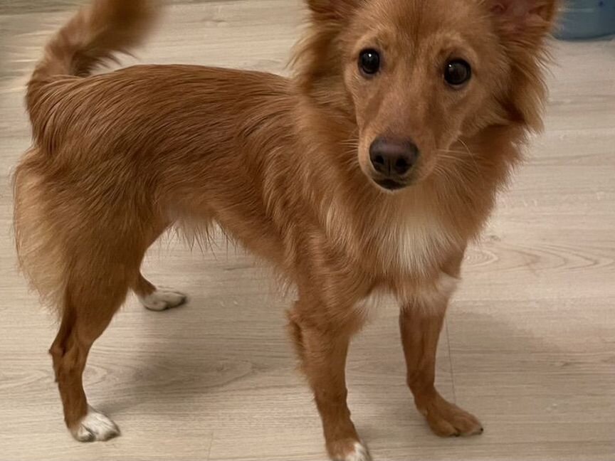 Собака в добрые руки отдам бесплатно