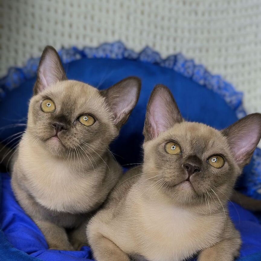 Высокопородные котята Европейской Бурмы