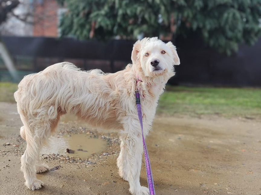 Настоящий блондин в добрые руки