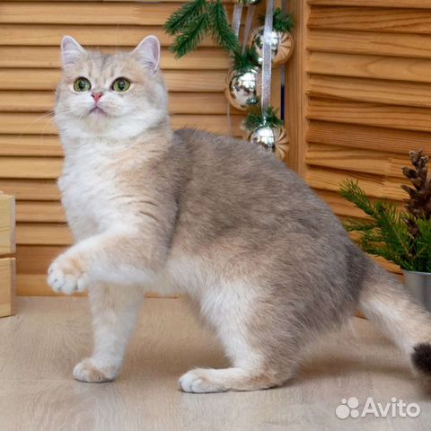 Кошечка ау11