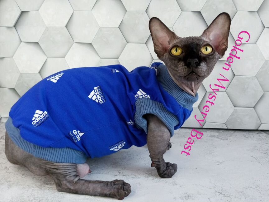 Сфинкс Бамбино