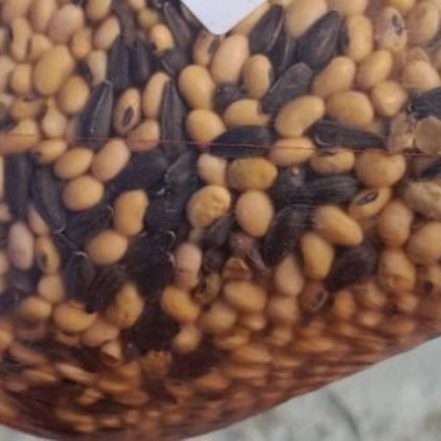 Соя с семечкой до 100 тонн