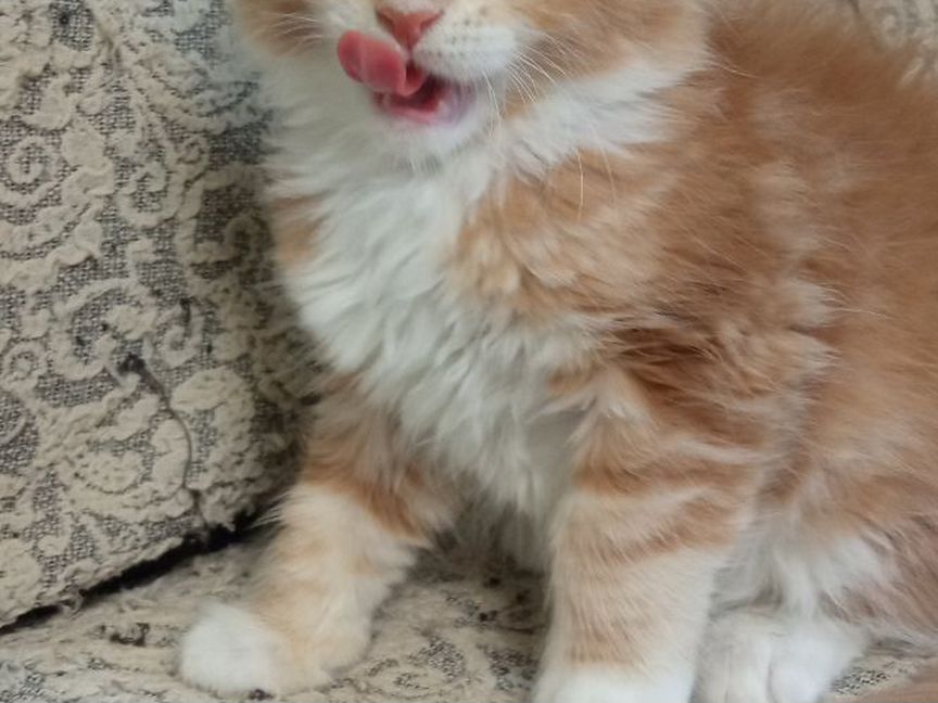 Котятки Мейн-кун рысятки