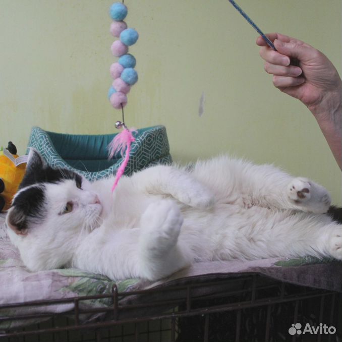 Молодой котик Платон, ему 2 года