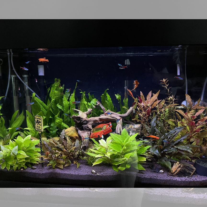 Аквариумные растения