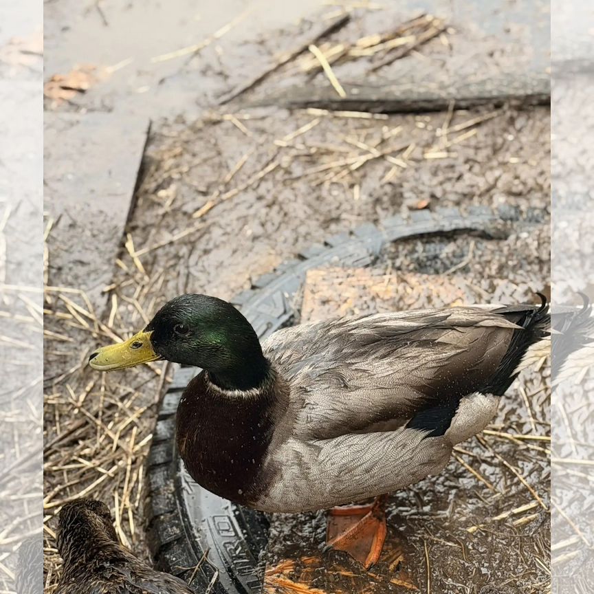 Подсадные утки. Краснокамск