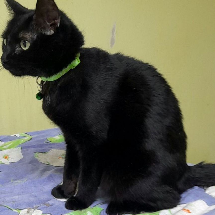 Взрослая, кошка в добрые руки