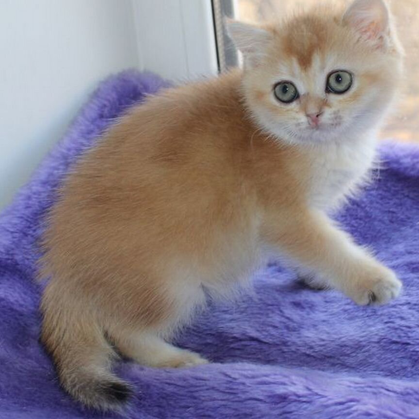 Шотландский прямоухий короткошёрстный котёнок