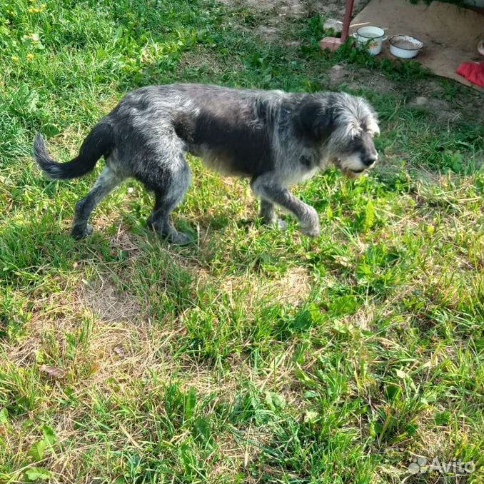 Дратхаар бесплатно