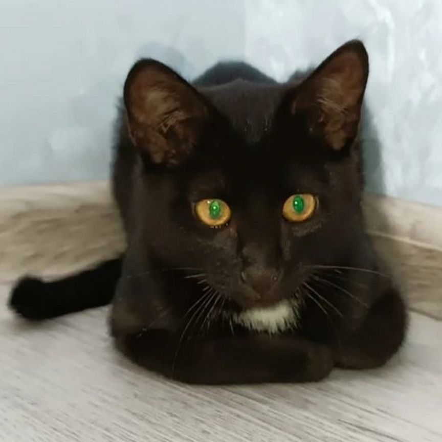 Котенок в дар