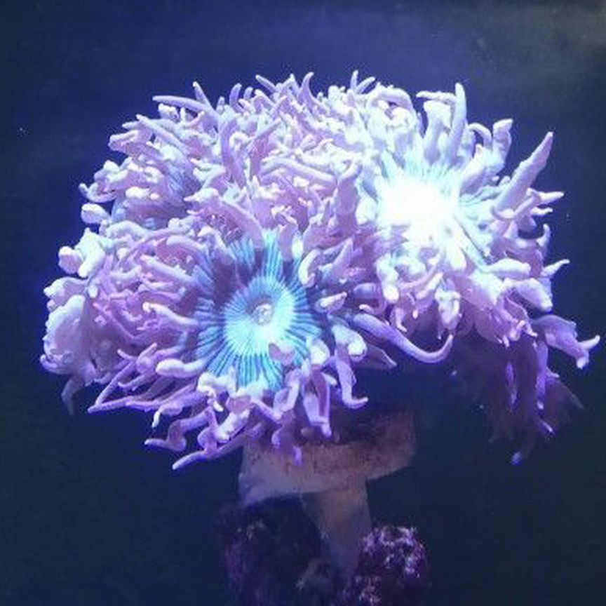 Морские кораллы