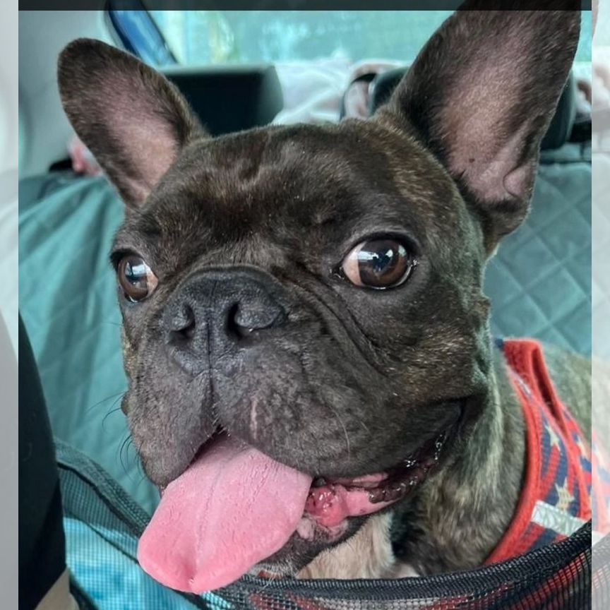 Французский бульдог Ирбис