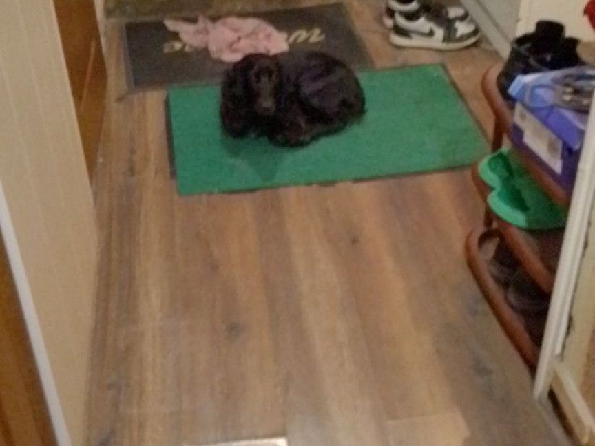 Потерялась собака воронеж