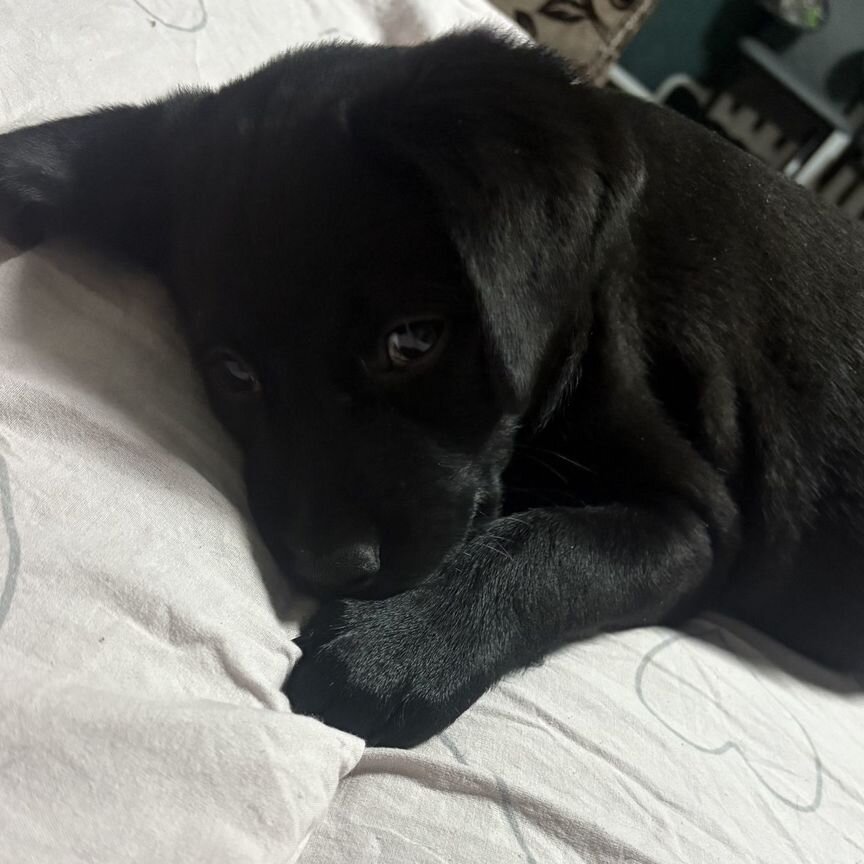 Лабрадор-ретривер, щенок