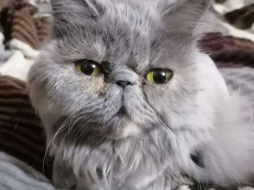 Персидская кошка