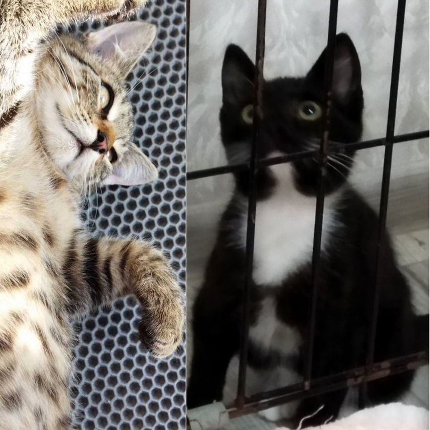 Котята-мальчики с короткими хвостами