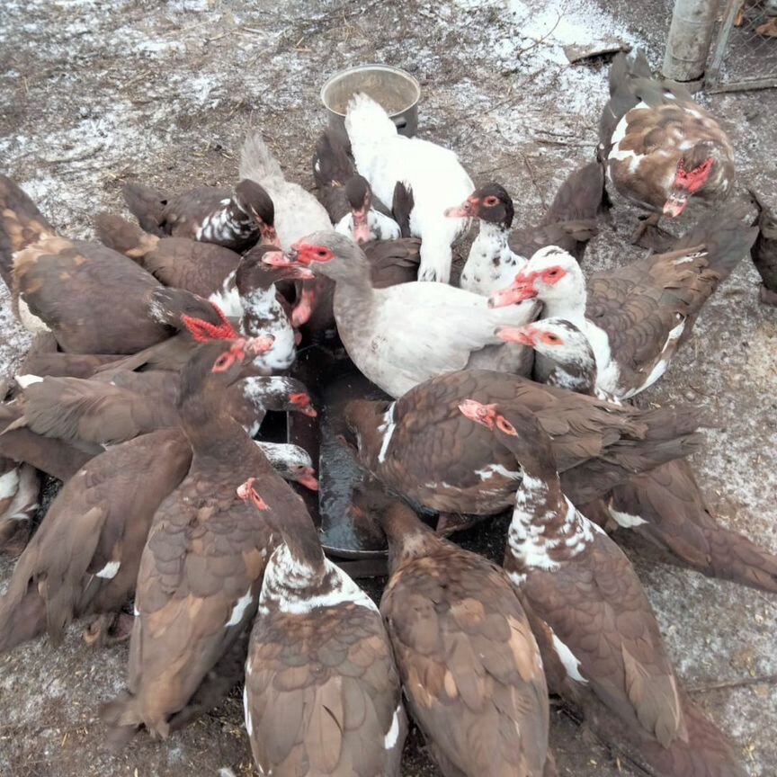 Индоутки шоколадные