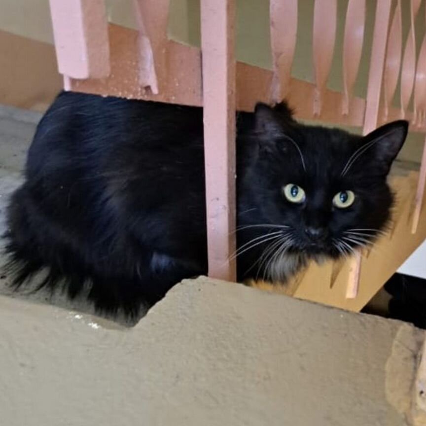 Взрослый кот в добрые руки