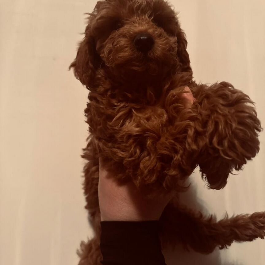 Той-пудель мини ред браун