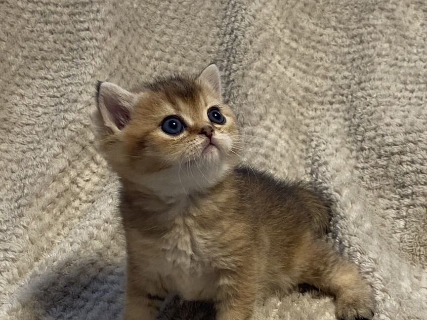 Шотландская шиншилла котята