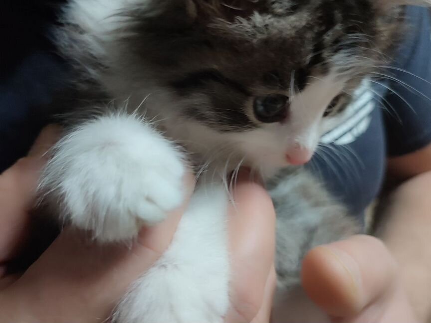 Котенок мальчик в дар