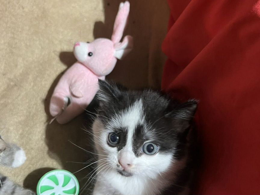 Котята (кошечки от кошки мышиловки)