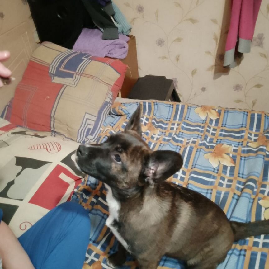 Отдам в хорошие руки собаку