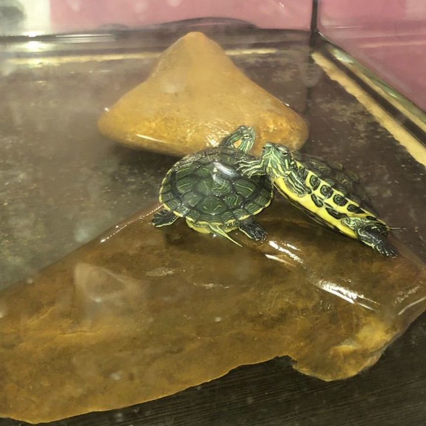 Красноухая черепаха пермь