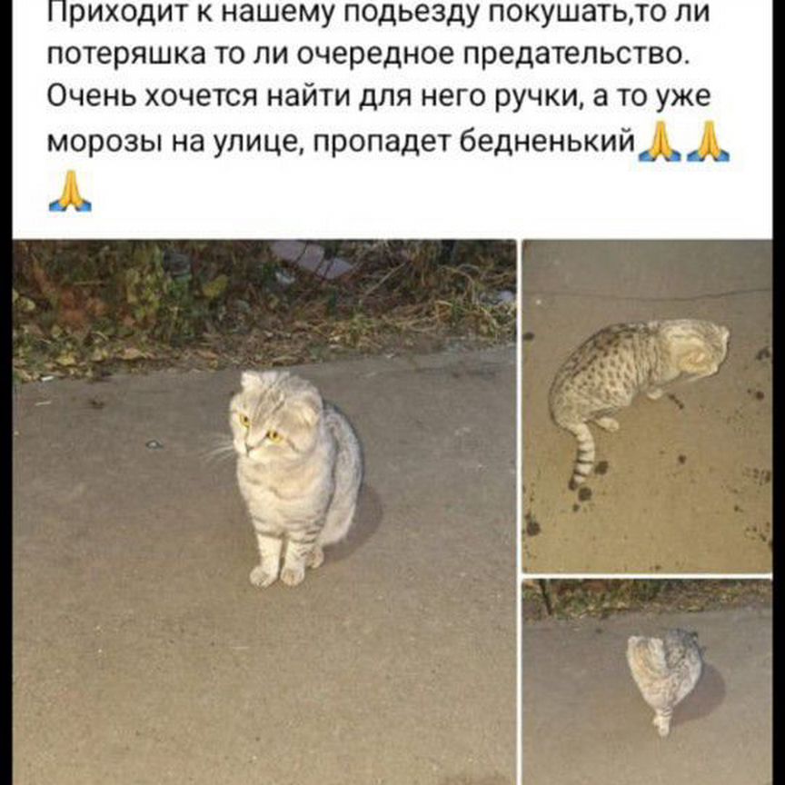 Кошки